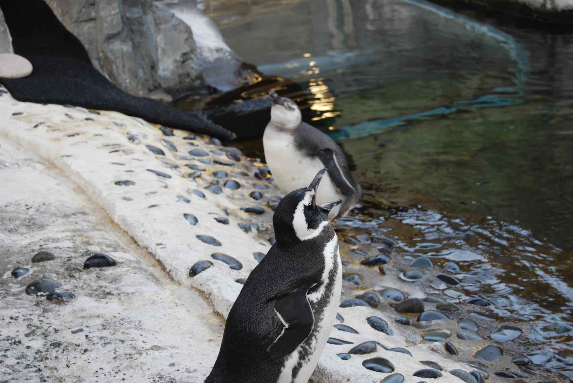 I Got to Hang With a Real Penguin in LA—And You Can Too