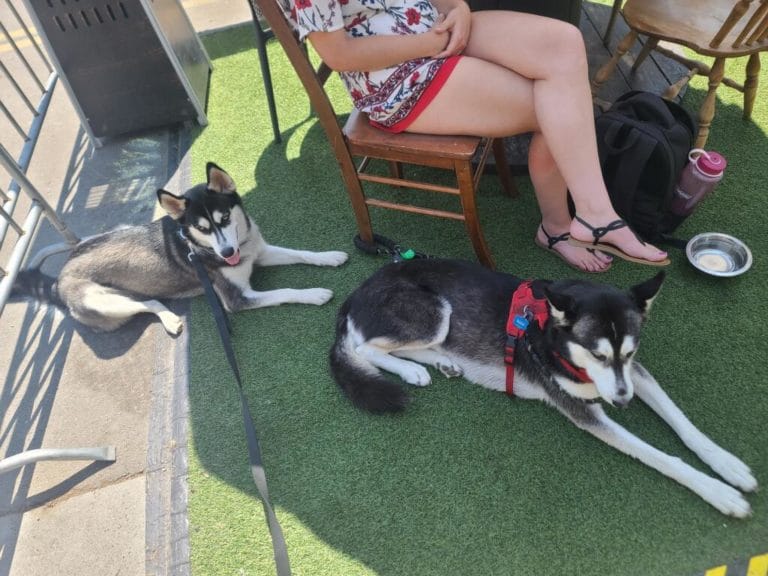 Best Dog-Friendly Spots in OC