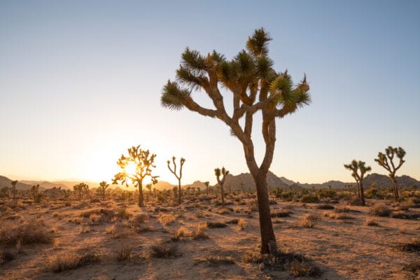 Joshua Tree Itinerary: Ultimate Guide for Your Trip to Joshua Tree
