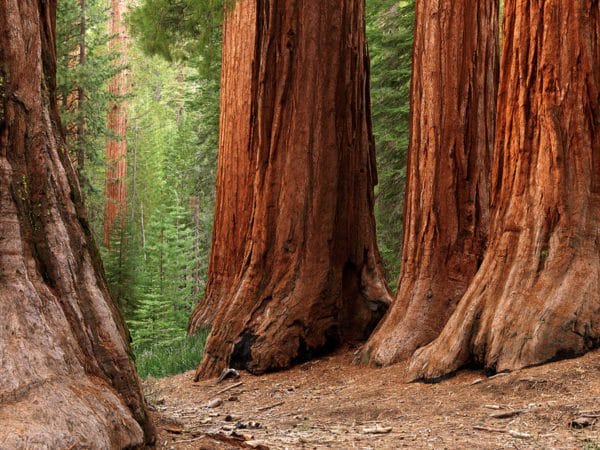 A Breath Of Fresh Air 8 Things To Do In Yosemite National Park