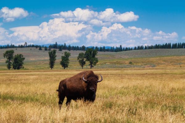 Travel Is Back––And You Need a Trip to This Epic Montana Ranch