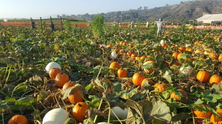 Orange County Pumpkin Patches That Will Get You in the Fall Spirit
