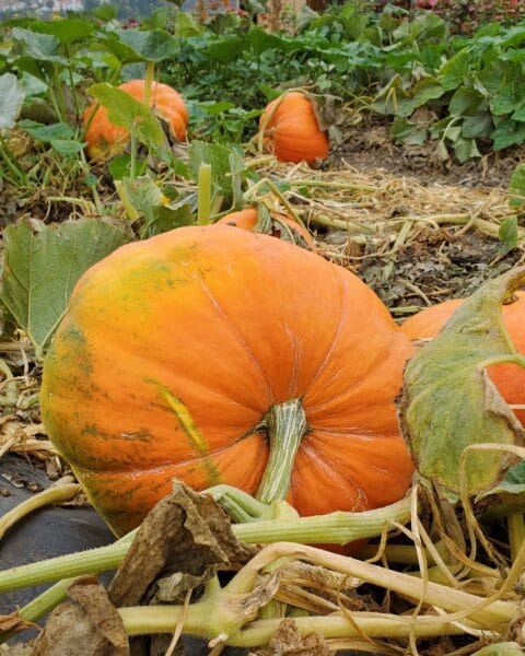 Orange County Pumpkin Patches That Will Get You in the Fall Spirit