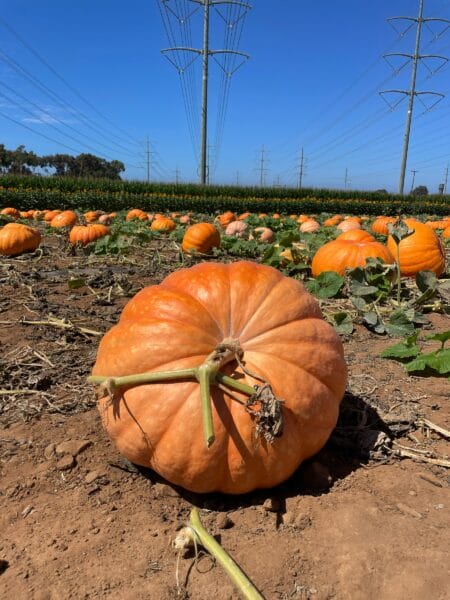 Carlsbad Itinerary: How to Spend a Cozy Fall Day in Carlsbad