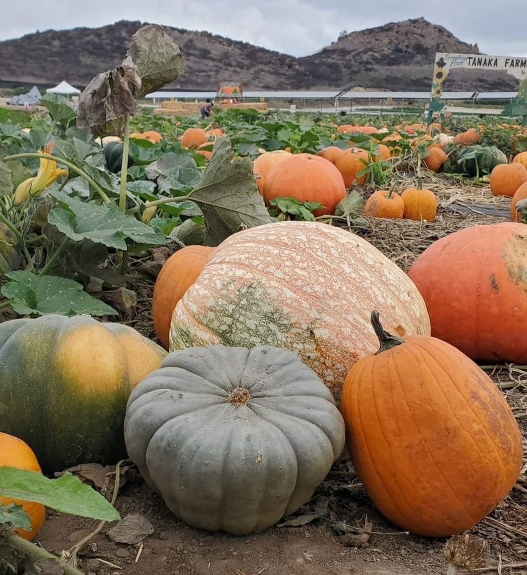 Orange County Pumpkin Patches That Will Get You in the Fall Spirit