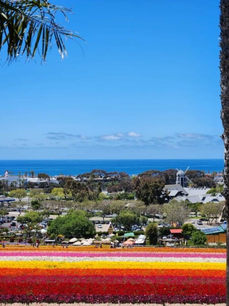 This Carlsbad Resort Is Perfect for Families on Spring Break