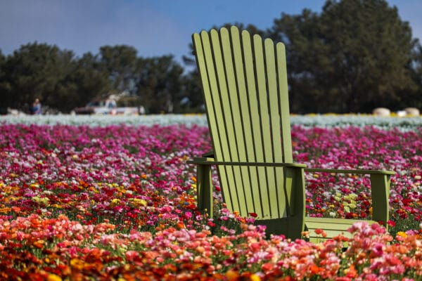 The Flower Fields in Carlsbad Are Back in Bloom Starting March 1