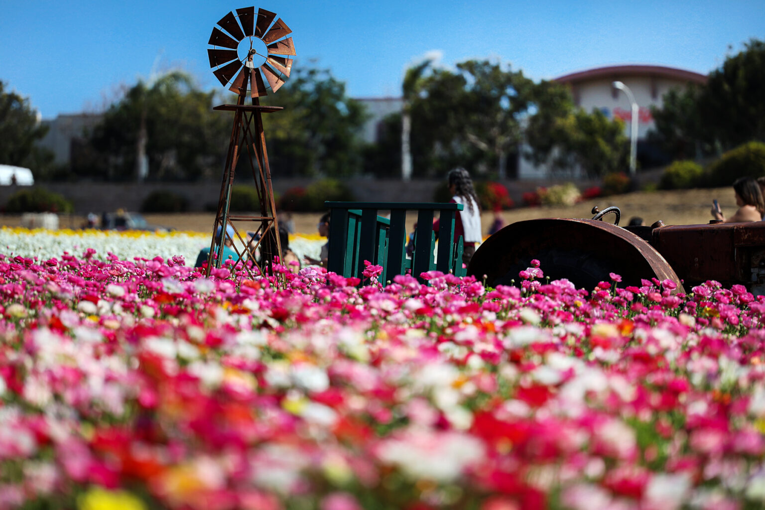 The Flower Fields in Carlsbad Are Back in Bloom Starting March 1
