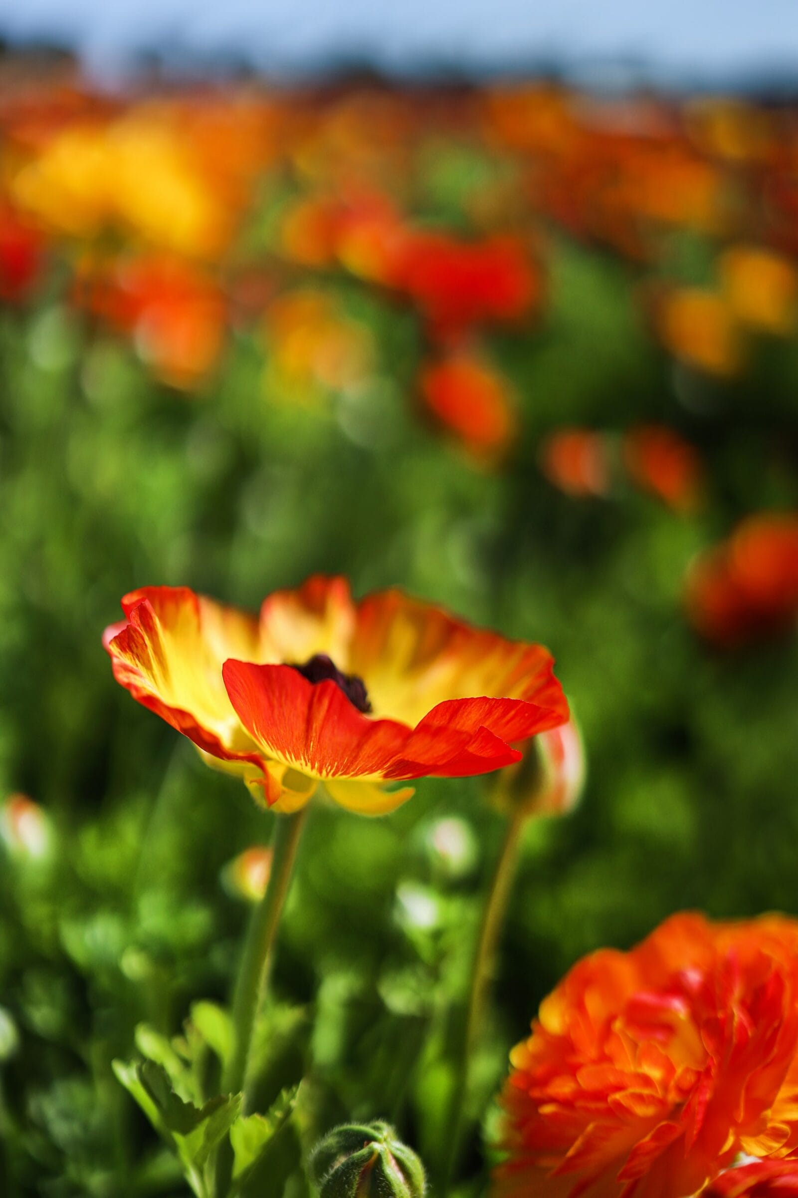 The Flower Fields in Carlsbad Are Back in Bloom Starting March 1