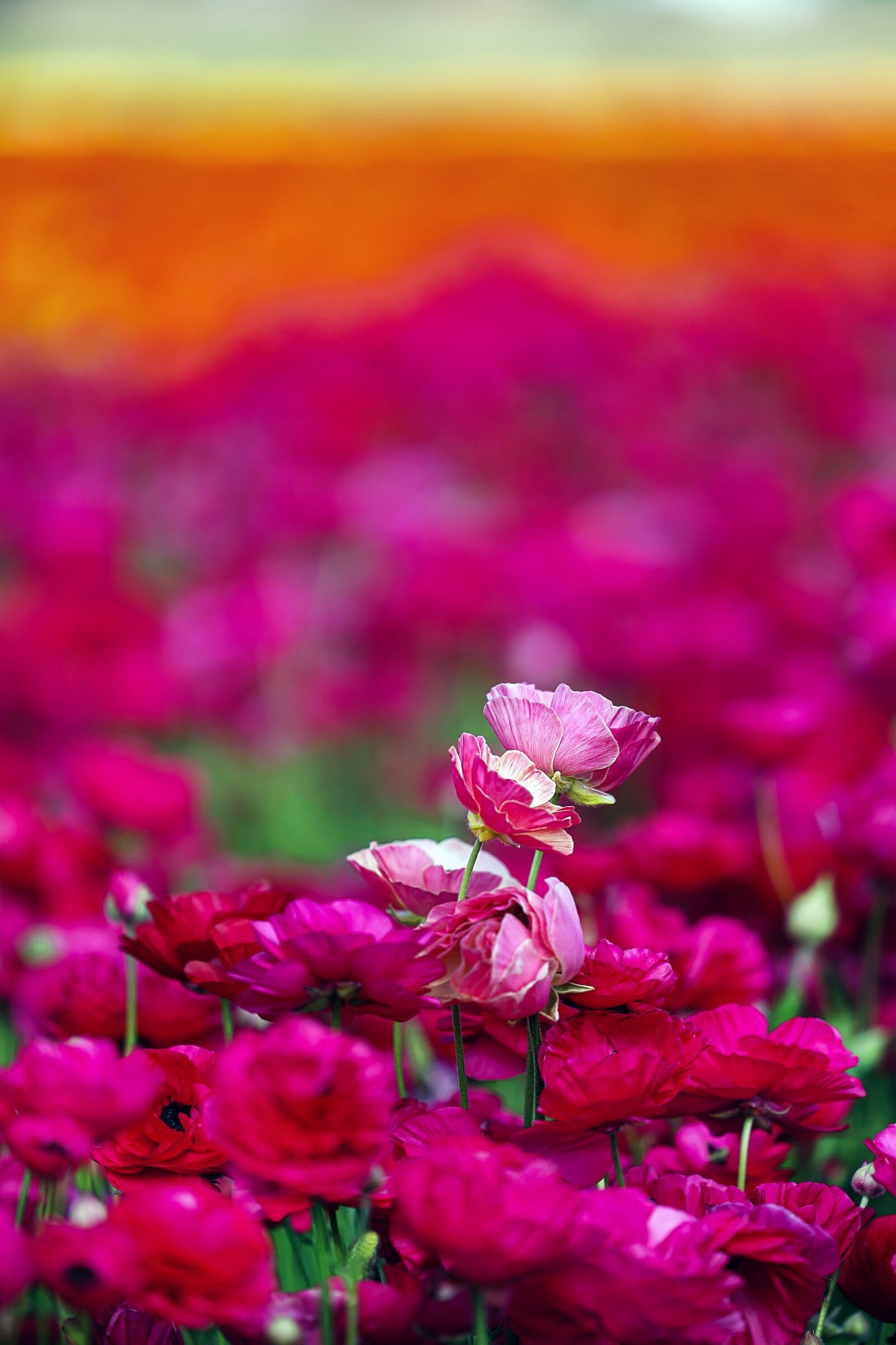 The Flower Fields in Carlsbad Are Back in Bloom Starting March 1