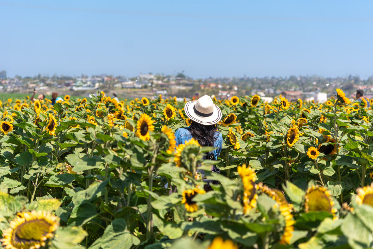 Best Local Farms Southern California: Pick Your Own Fruit