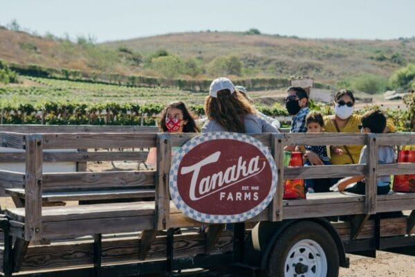 Best Local Farms Southern California: Pick Your Own Fruit
