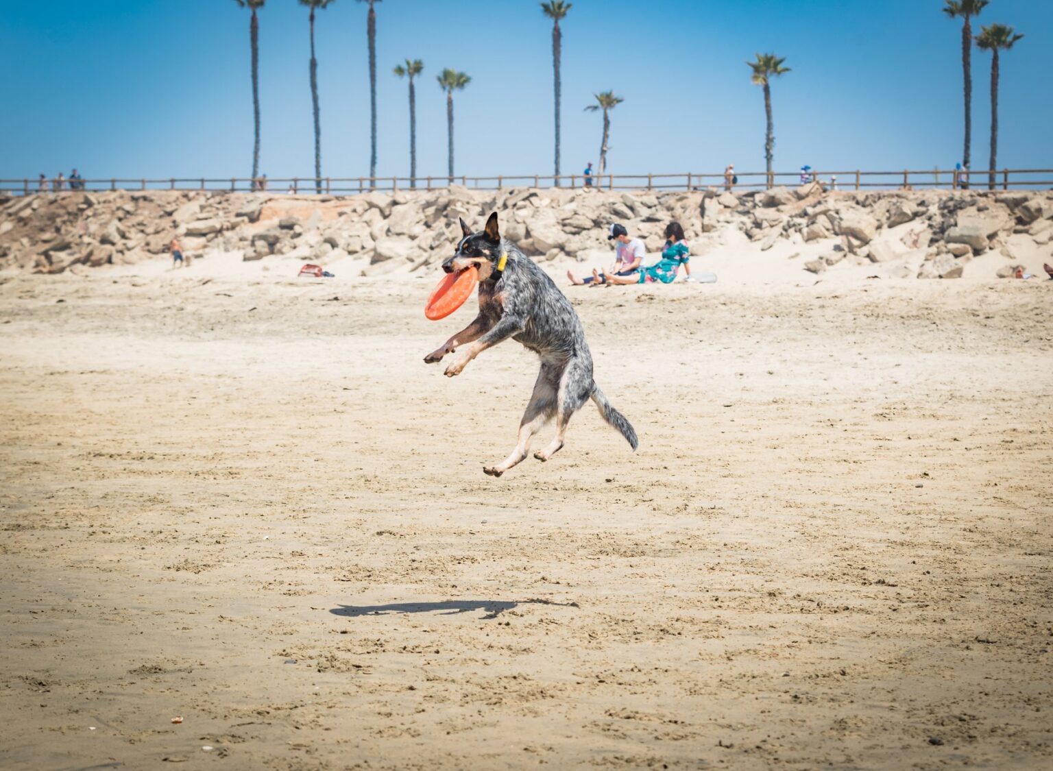14 of the Best Dog-Friendly Beaches in SoCal