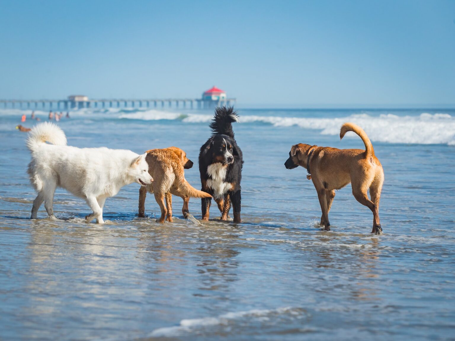 A Local’s Guide to 12 of the Best Beaches in Orange County