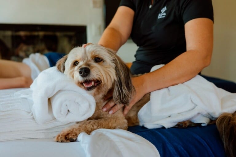 A Dog-Friendly Guide to Greater Palm Springs That’ll Make Tails Wag