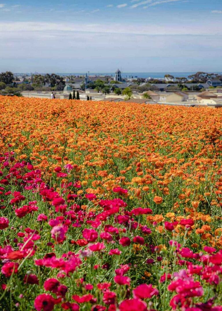 Spring Break Carlsbad: This Resort Is Perfect for Families