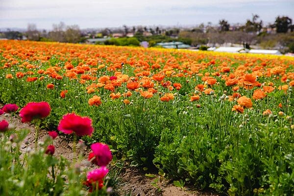 Spring Break Carlsbad: This Resort Is Perfect for Families