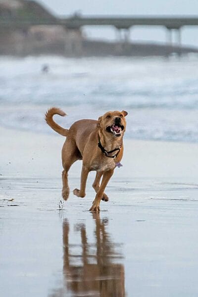 14 of the Best Dog-Friendly Beaches in SoCal
