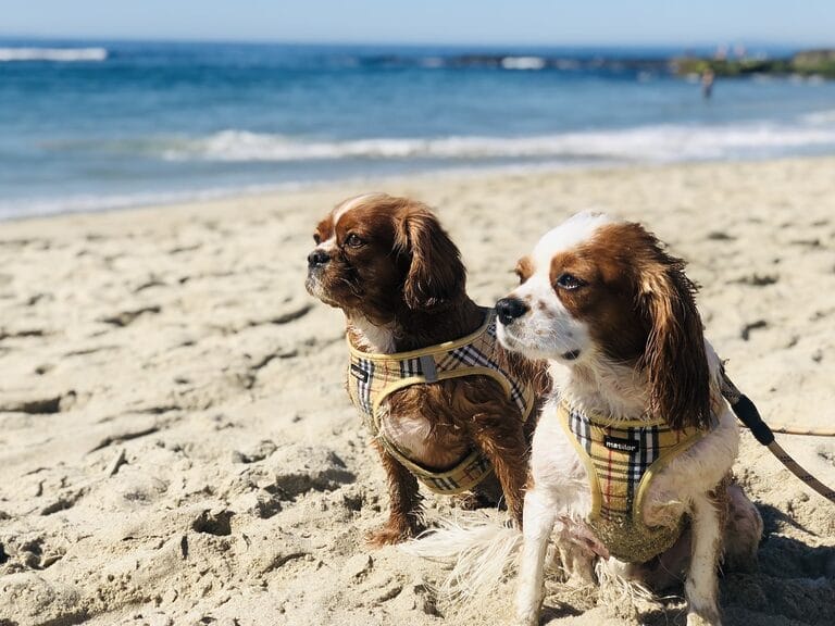 14 of the Best Dog-Friendly Beaches in SoCal