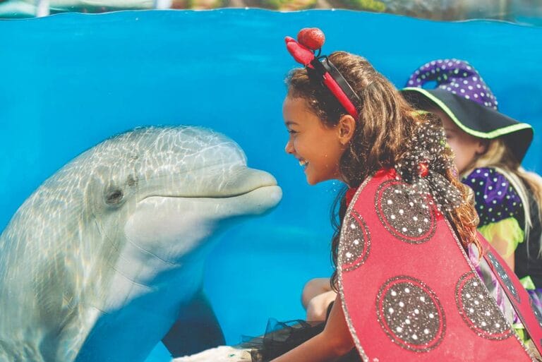 October Is the Best Time to Visit SeaWorld Events in San Diego