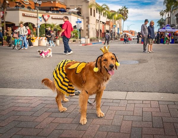 10 Fun Things to Do in Huntington Beach This Fall