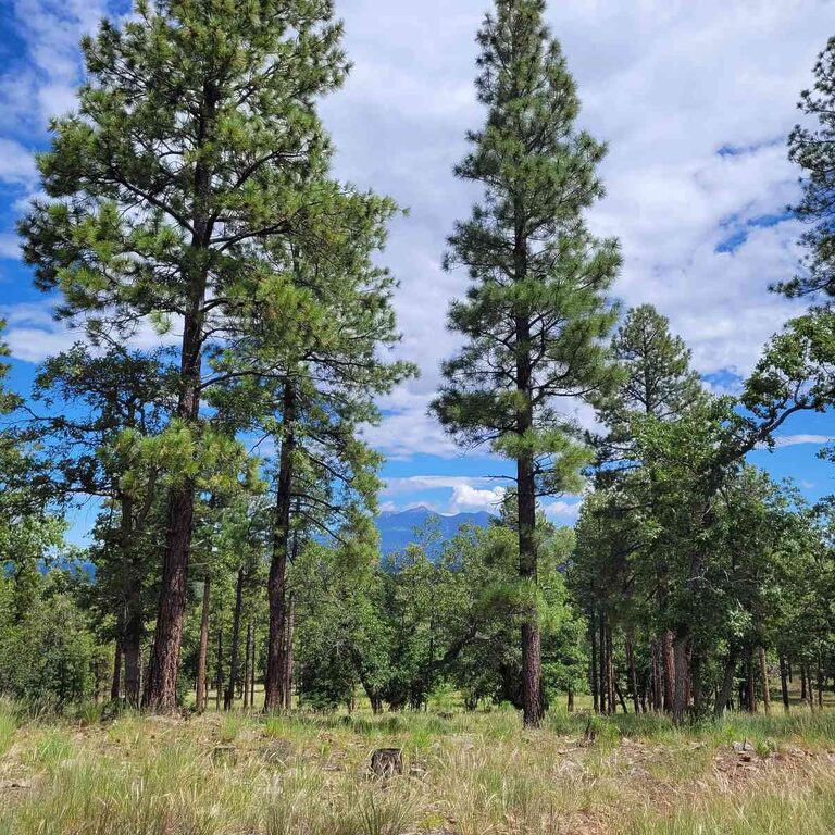 Why Every Arizona Spring Travel Should Start in Flagstaff