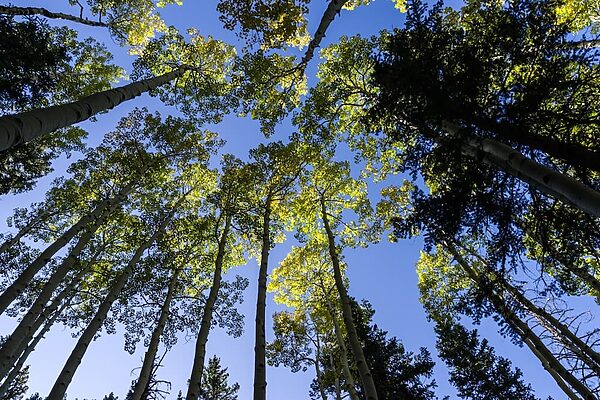 Why Every Arizona Spring Travel Should Start in Flagstaff