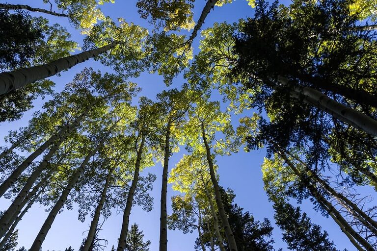 Why Every Arizona Spring Travel Should Start in Flagstaff